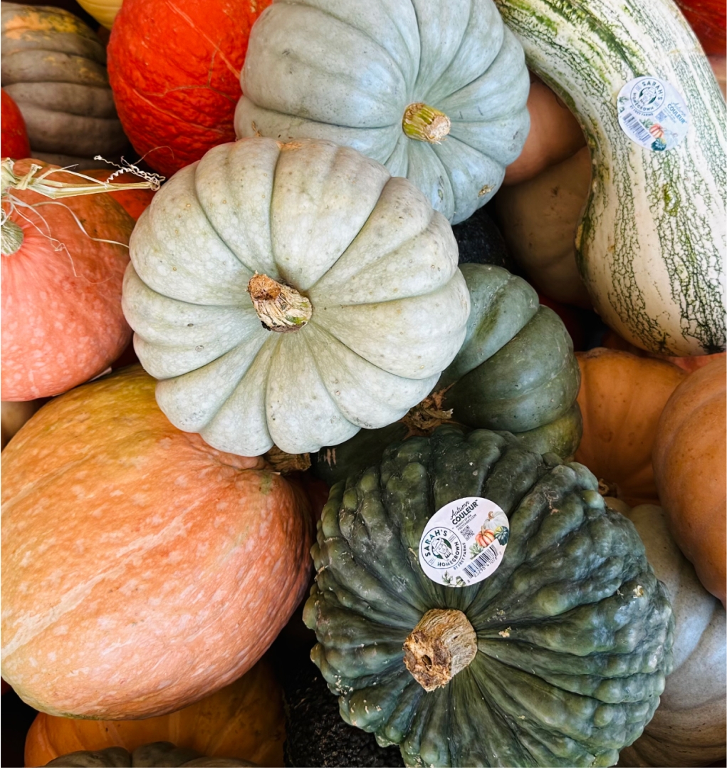 Pumpkins | Frey Farms | Sarah's Homegrown and Tsamma Juice