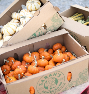 Pumpkins | Frey Farms | Sarah's Homegrown and Tsamma Juice