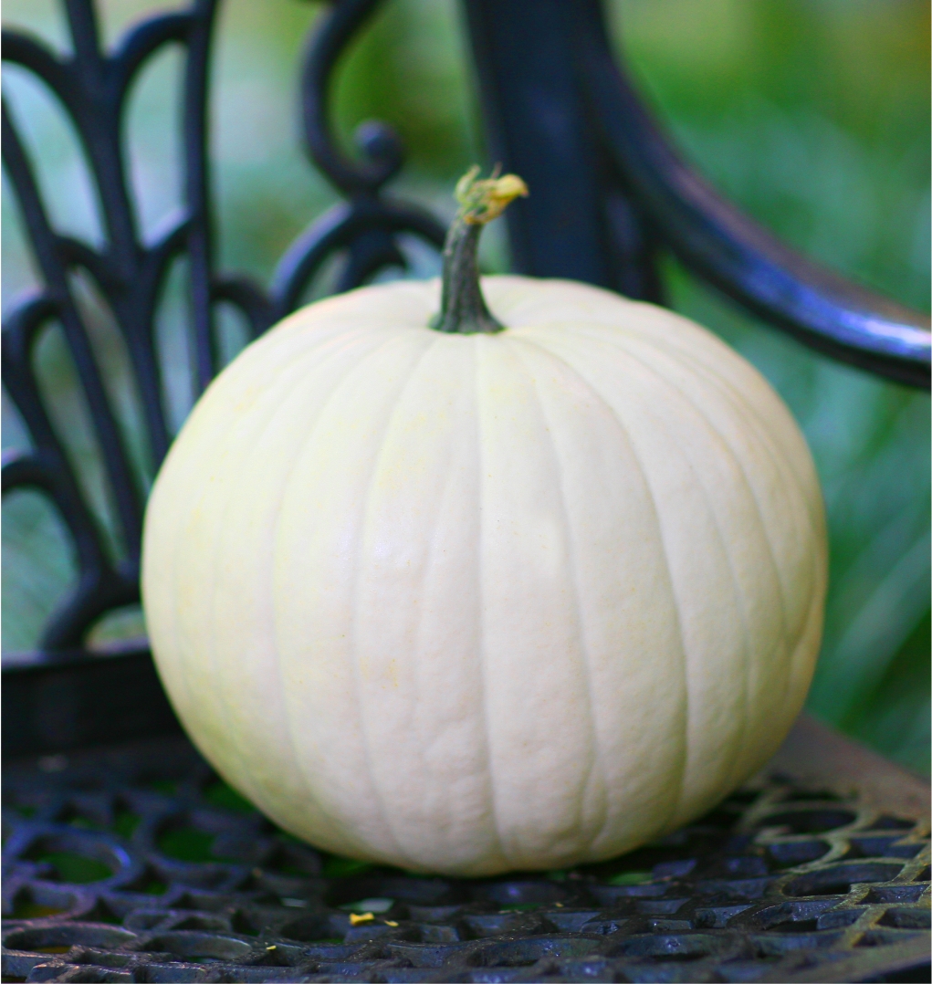 Pumpkins | Frey Farms | Sarah's Homegrown and Tsamma Juice